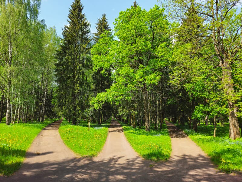 Three Roads through the Green Forest Stock Image - Image of teamwork ...