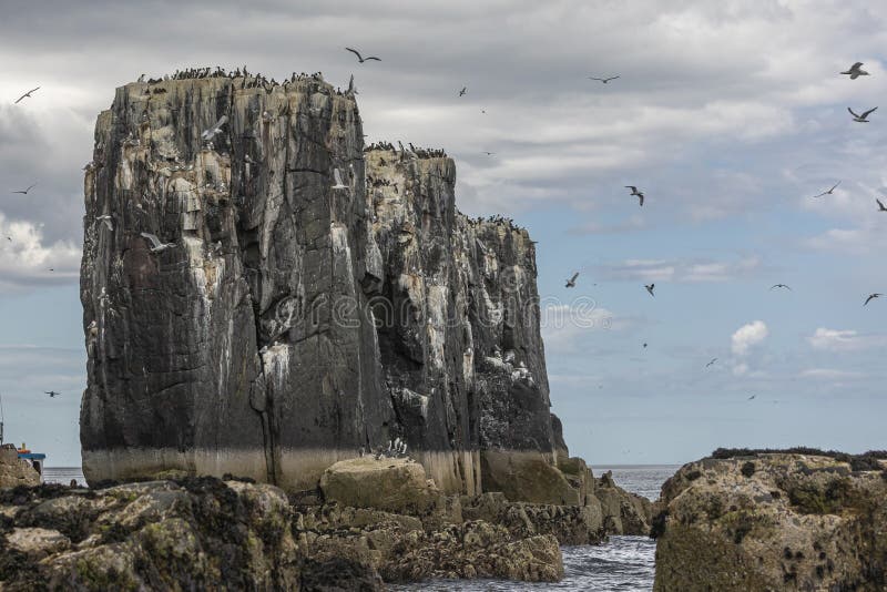 Three Rock Stacks Covered in Nesting Sea Birds Stock Photo - Image of ...