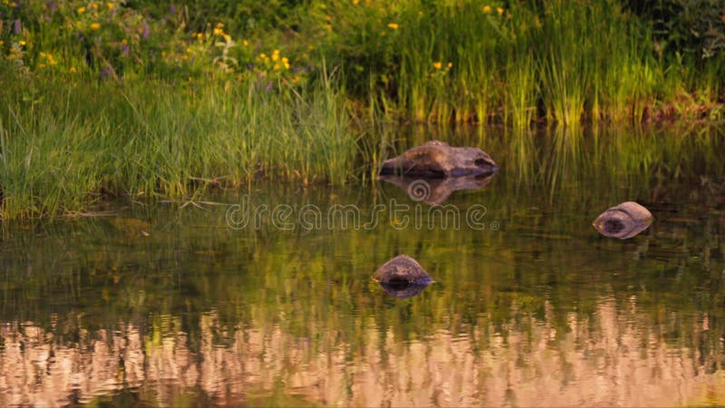 Three Rocks in Water by Grass Stock Footage - Video of environment ...