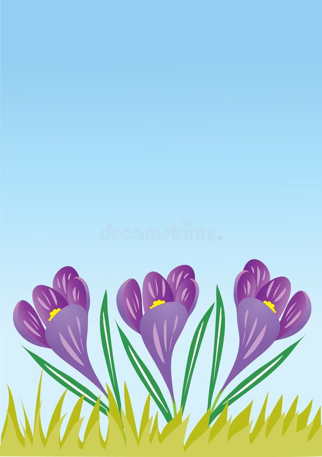 Crocus Flowers Background Vector Watercolor. Botanical Floral Banner ...