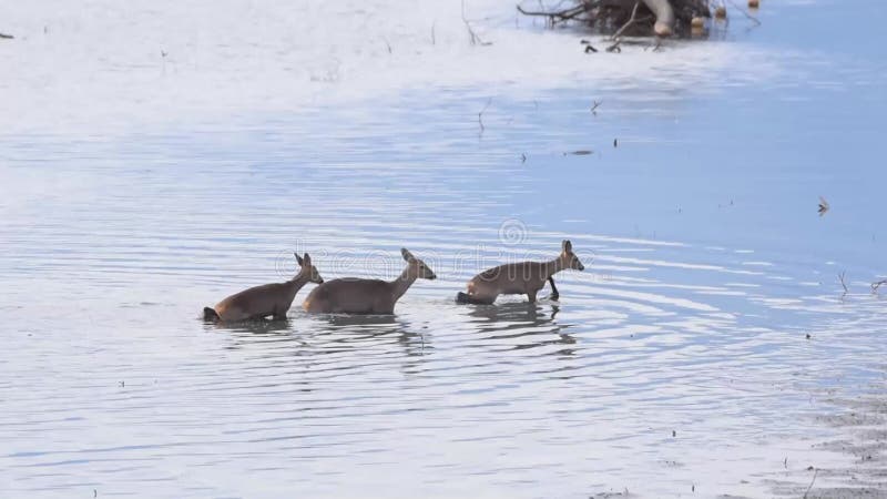 Three Roe Deer Swim Across the River Stock Footage - Video of life ...
