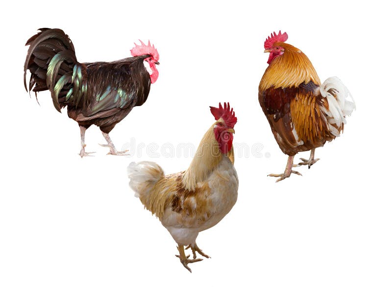 5+ White roosters head Free Stock Photos - StockFreeImages