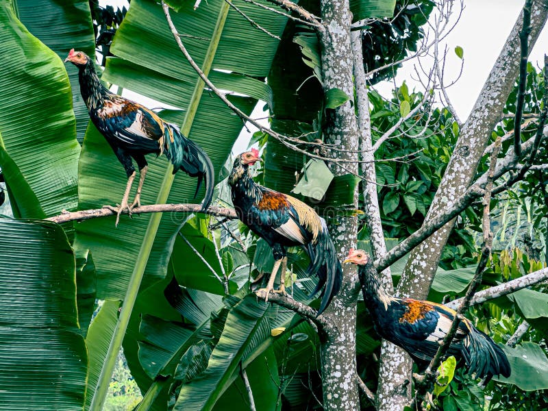 Three Roosters Perched on a Tree Stock Image - Image of roosters ...