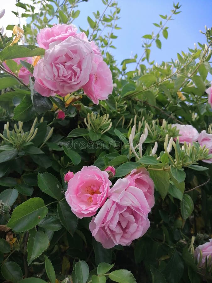 Three in a rose stock photo. Image of petal, roses, three - 221436688
