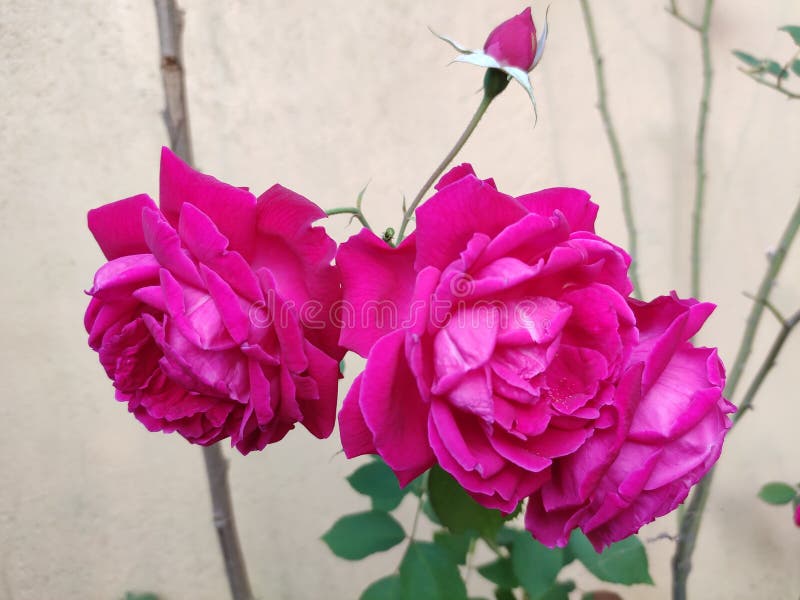 Three Rose Flower with Beautiful Red Pedals Stock Image - Image of rose ...