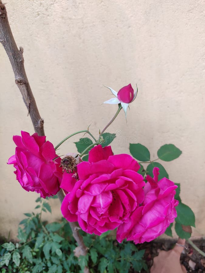 Rose Flower with Beautiful Red Pedals Stock Photo - Image of pedals ...