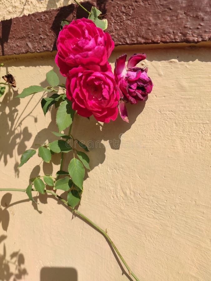 Rose Flower with Beautiful Red Pedals Stock Photo - Image of pedals ...