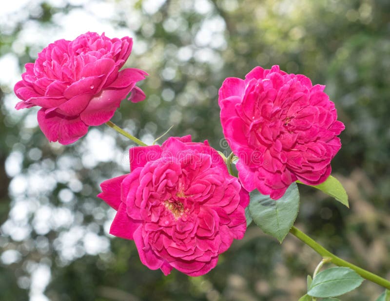 Three Rose flowers stock photo. Image of bush, mist, valentine - 82936358