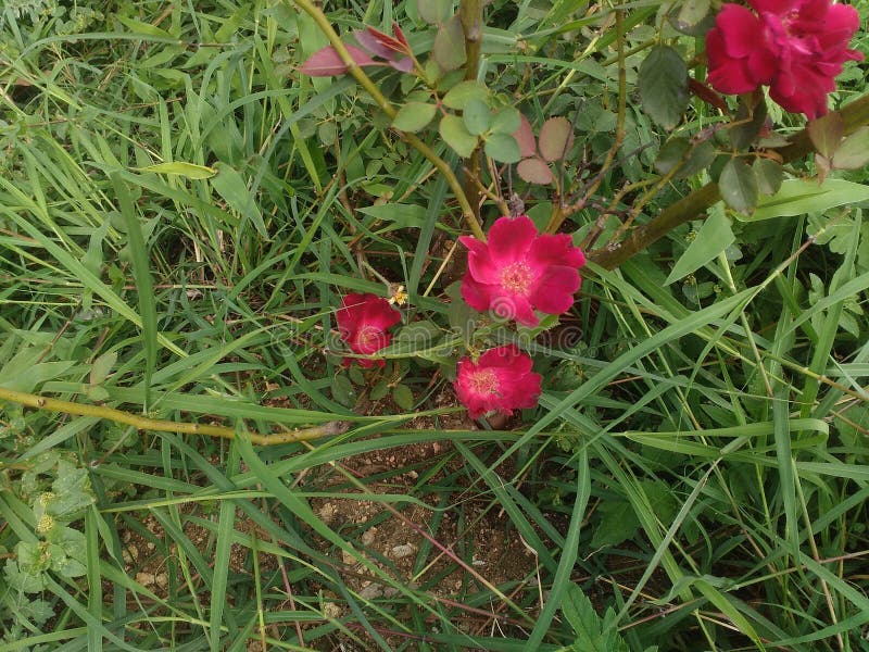 Three rose stock photo. Image of plants, rose, three - 124108356