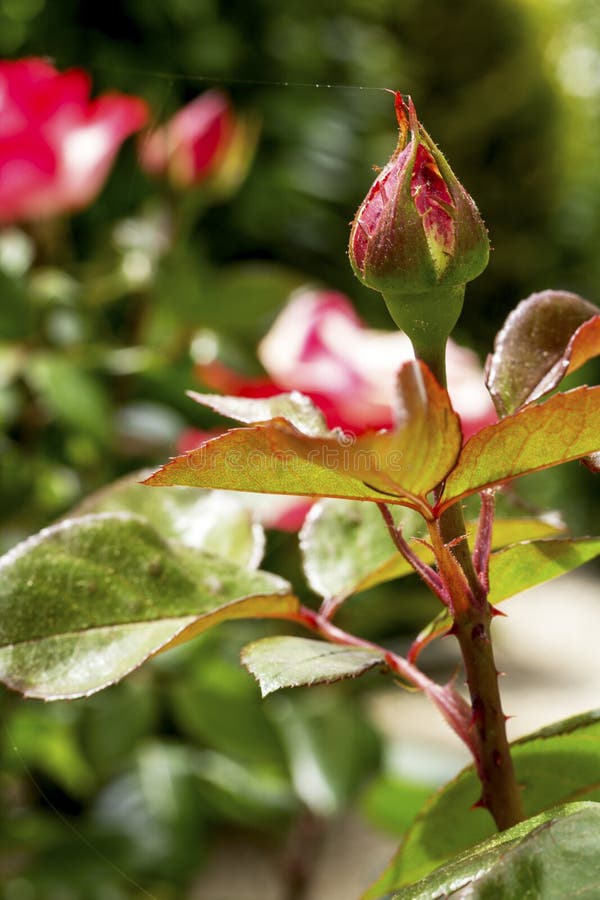 Three Rose Leaves on a Stem with a Closed Rose Bud Stock Photo - Image ...