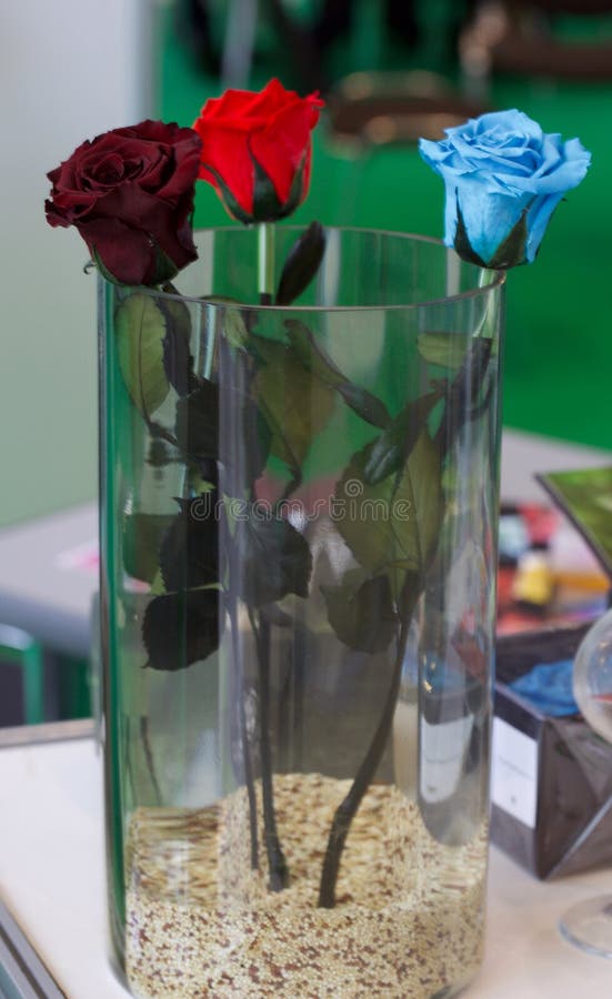 Three rose stock image. Image of rose, roses, colors - 101150565