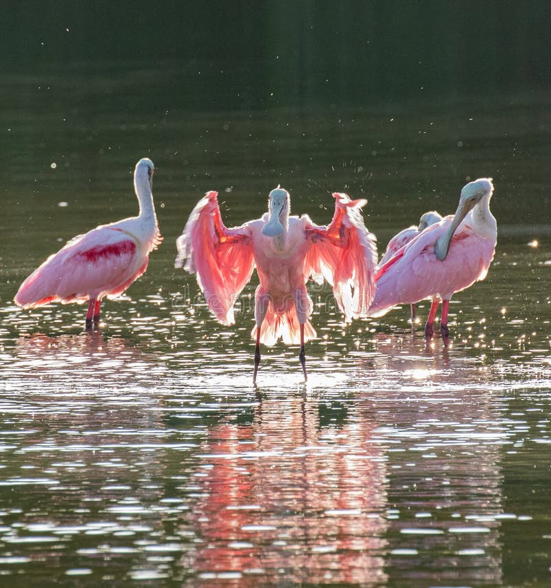 Photography Dominance