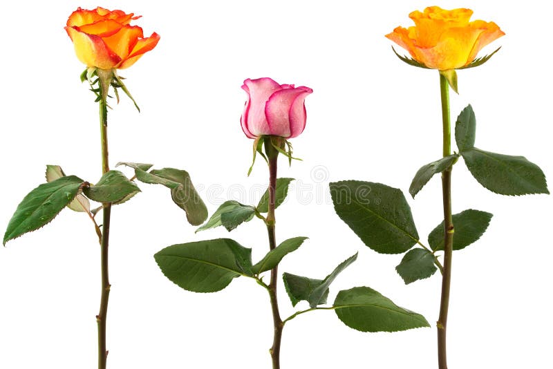 Three roses stock photo. Image of rose, isolated, floral - 10752046