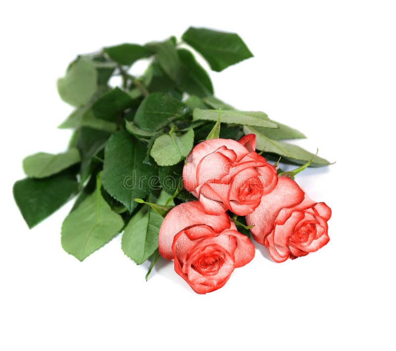 Three Red Roses and Two Pink Roses with Some Green Stock Image - Image ...