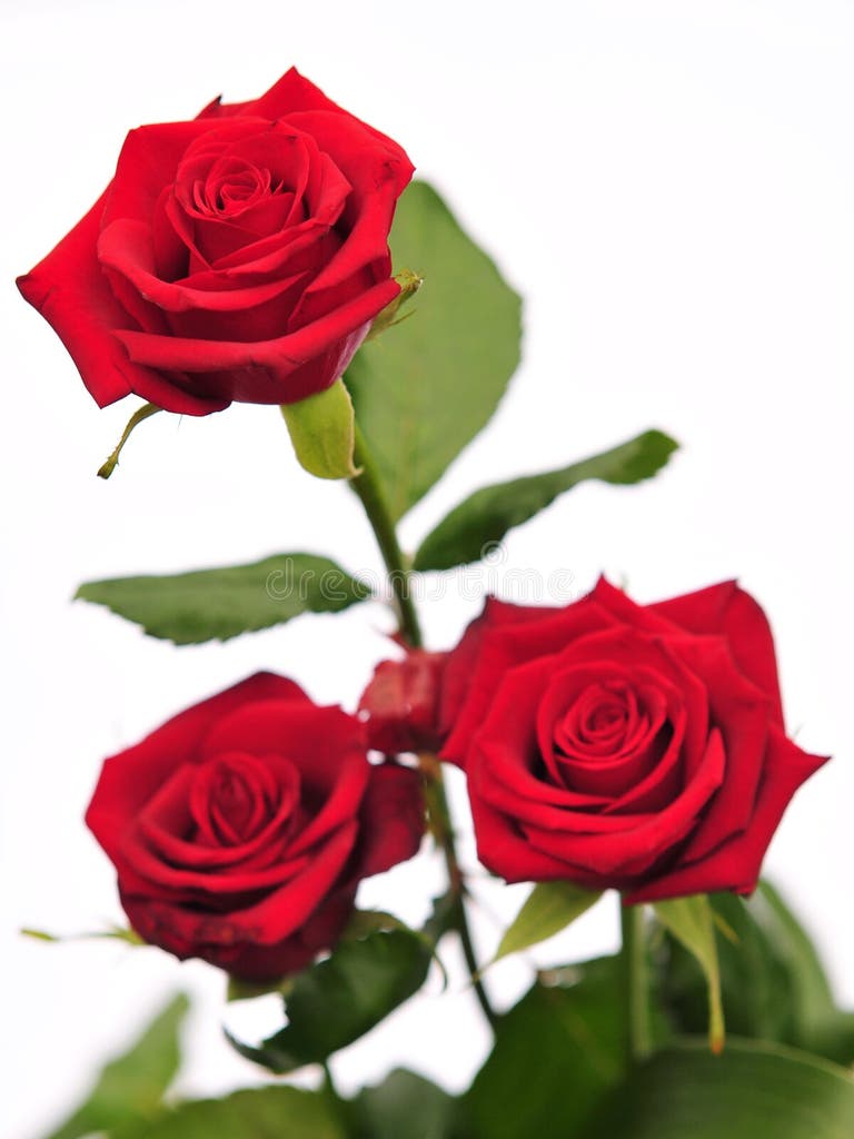 Three Red Roses Row Isolated Stock Photos - Free & Royalty-Free Stock ...