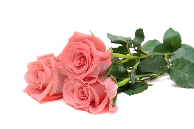 Pink Roses White Background Stock Photo - Image of love, symbolic: 14854658