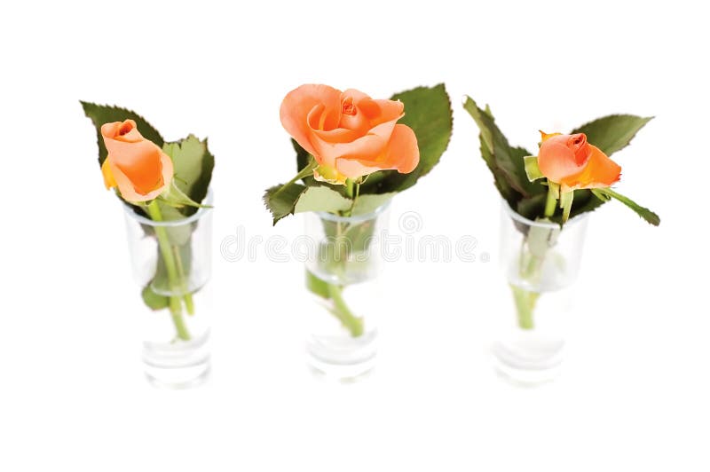 Three roses stock image. Image of green, plant, nature - 17701101