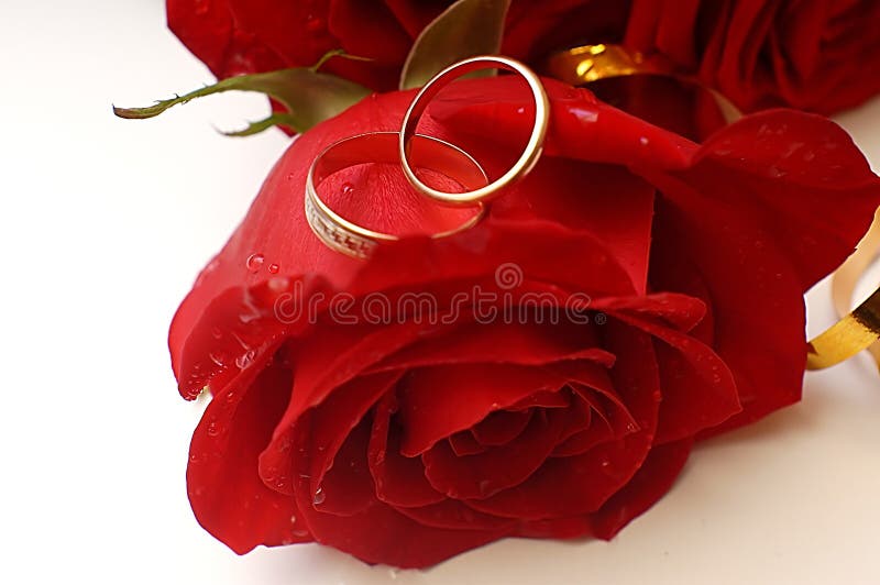 Three roses stock image. Image of advertisement, bloom - 2078857