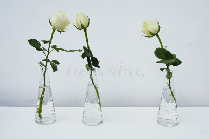 Three roses stock image. Image of together, touching - 21579793