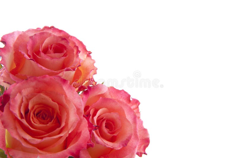 Three roses stock image. Image of isolated, flora, bundle - 23128329