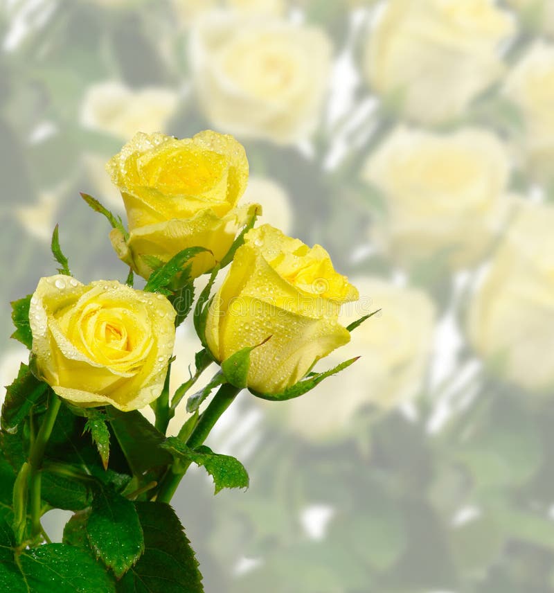 Pastel Yellow Roses with Droplets Background Stock Image - Image of ...