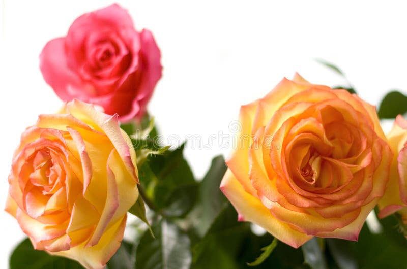 Three Roses Picture. Image: 5317140