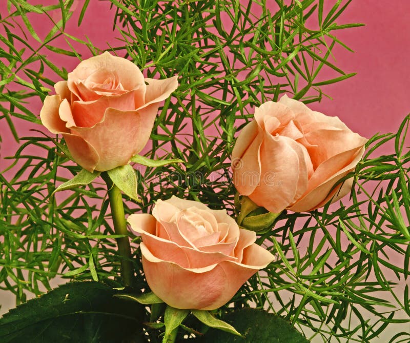 Three Roses Picture. Image: 5616897