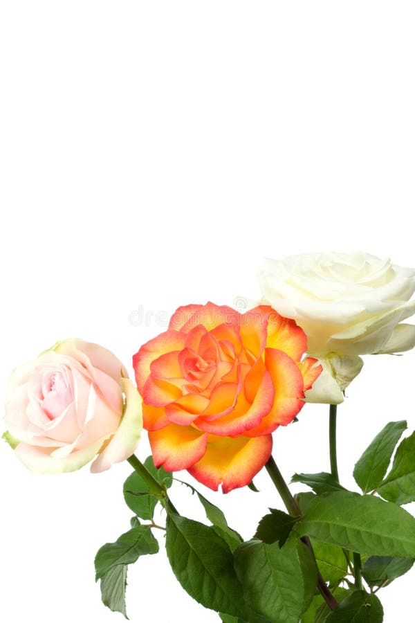 Three roses. stock photo. Image of petal, rose, isolated - 7142542