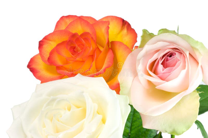 Three Roses. Picture Image: 8316351