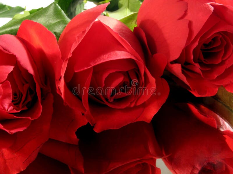 Three roses stock image. Image of beautiful, gift, flowers - 97667