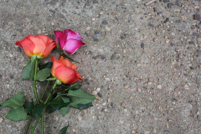 Three Roses stock image. Image of trio, flower, rose - 75530189