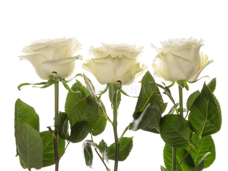 Three roses stock photo. Image of flower, events, celebration - 51322278