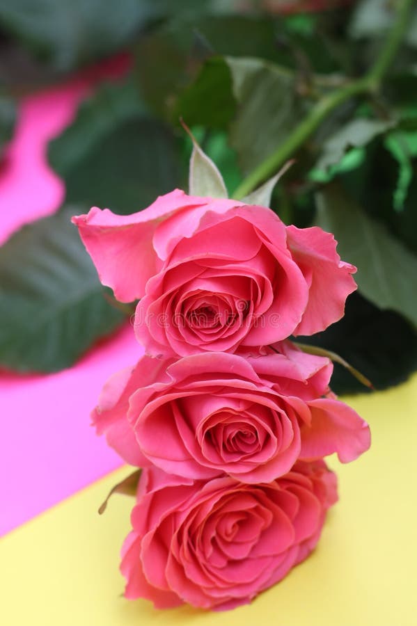 Card with three roses stock image. Image of elegant, celebration - 30009099