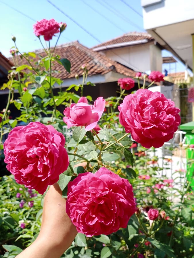 Three Roses that Bloom Perfectly and One that is Still Shy Stock Image ...