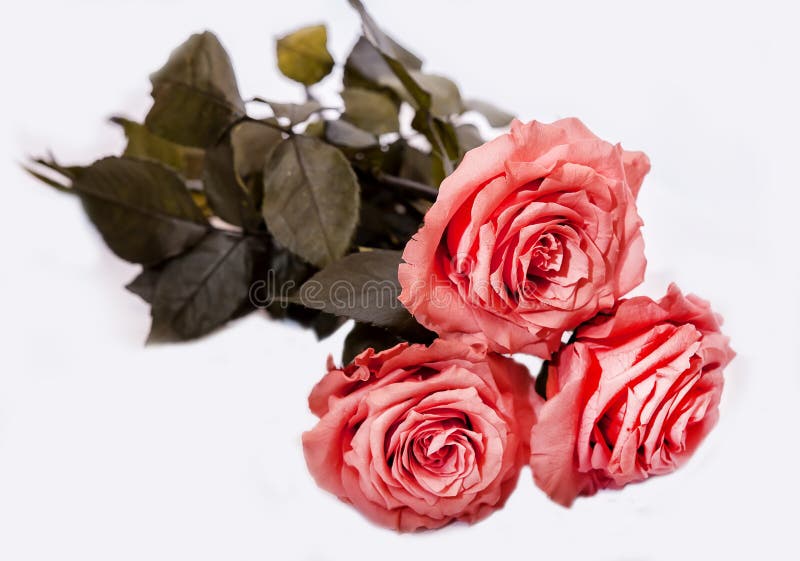 Three roses stock image. Image of wife, three, flowers - 42448481