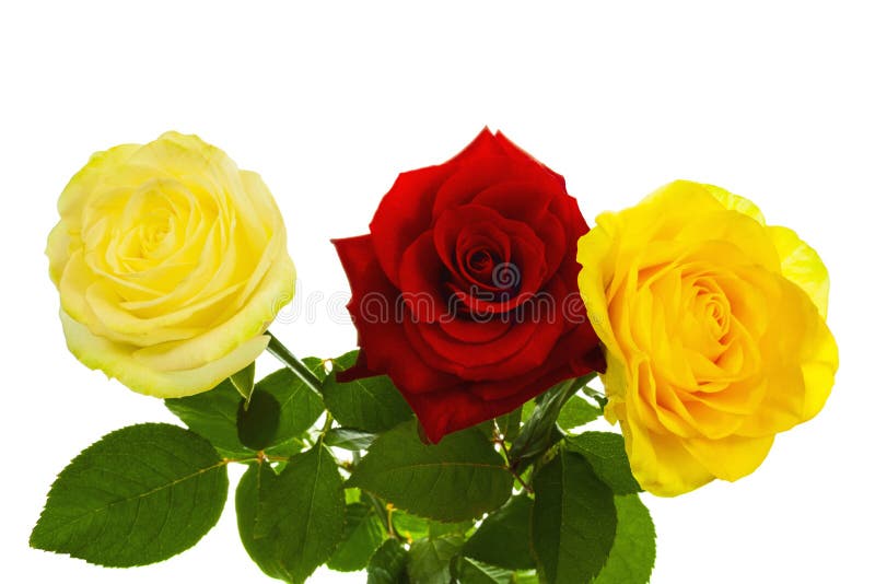Three roses stock photo. Image of symbol, leaf, basis - 48995578