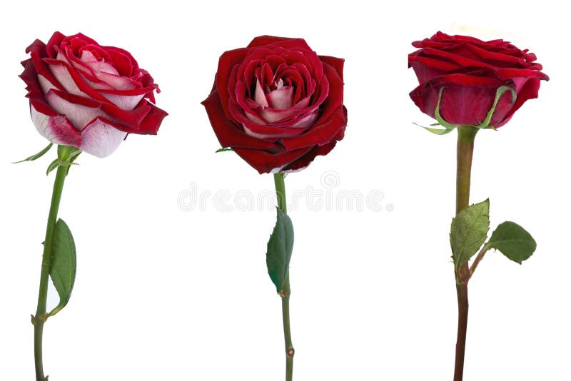 Three Roses isolated stock photo. Image of head, bouquet - 25524068