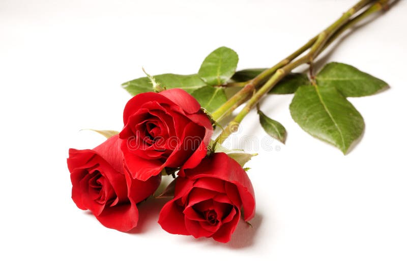 Three Roses Isolated on White Stock Image - Image of stem, long: 84853807