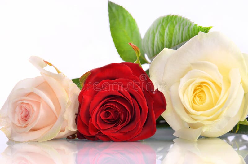 Three Red Roses Row Isolated Stock Photos - Free & Royalty-Free Stock ...