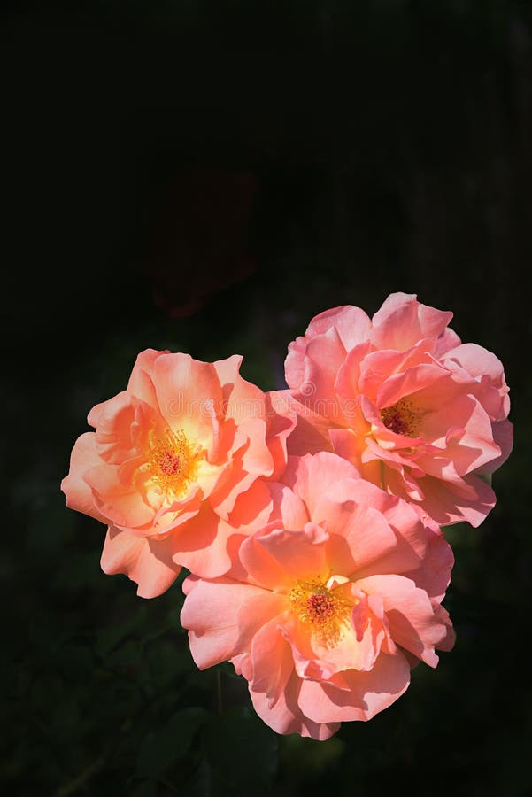 Three Roses, Natural in Heart Shape Arranged, Dark Background with Copy ...