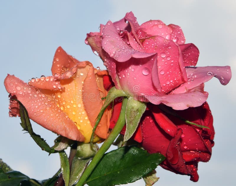 Three roses stock photo. Image of green, multicolor, purple - 77211224