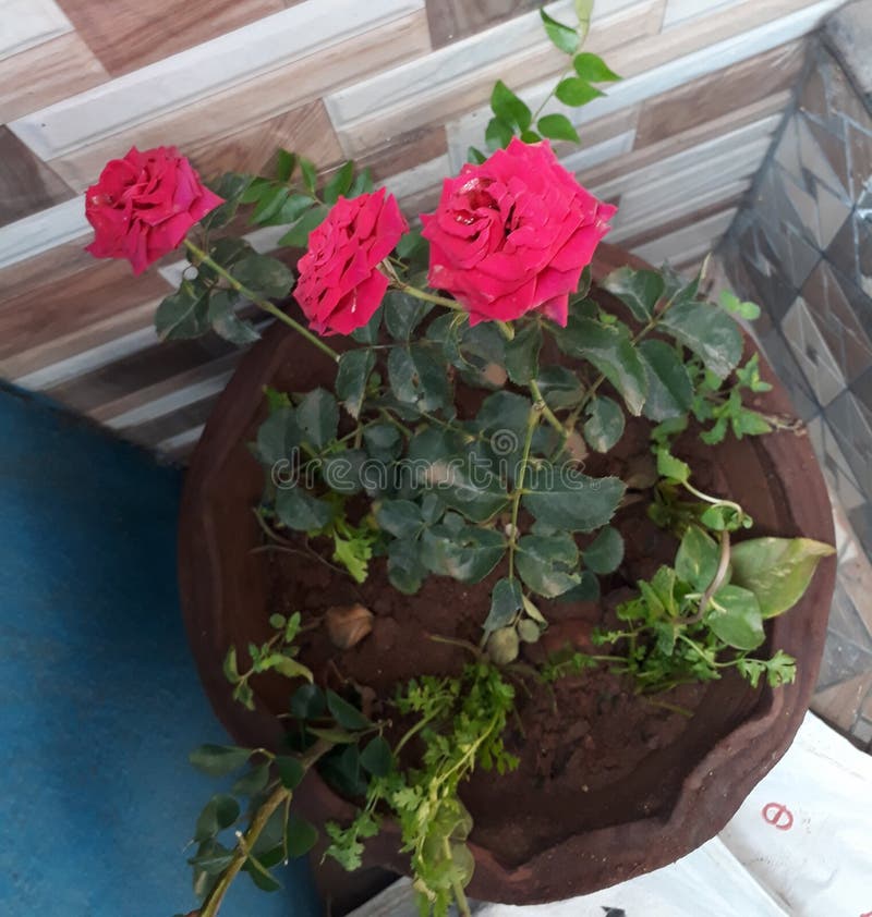 Three Roses stock photo. Image of redroses, tripleroses - 135628942