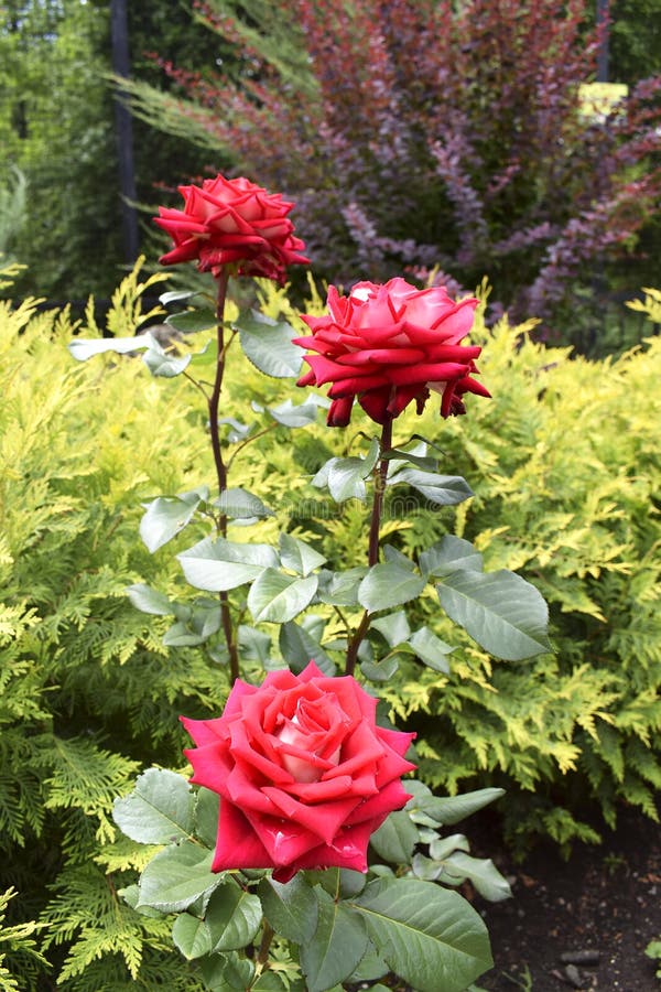 Three roses stock photo. Image of nature, three, roses - 94680820