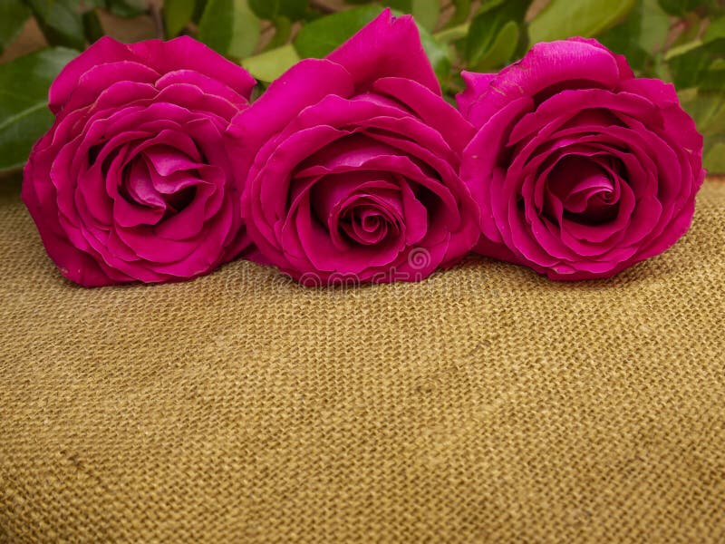 Three Roses on Rough Brown Burlap. Layout with Empty Blank for Text ...