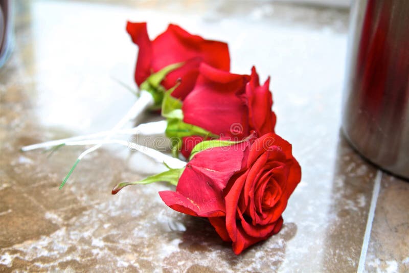 Three roses in a row stock photo. Image of garden, colourful - 197005856