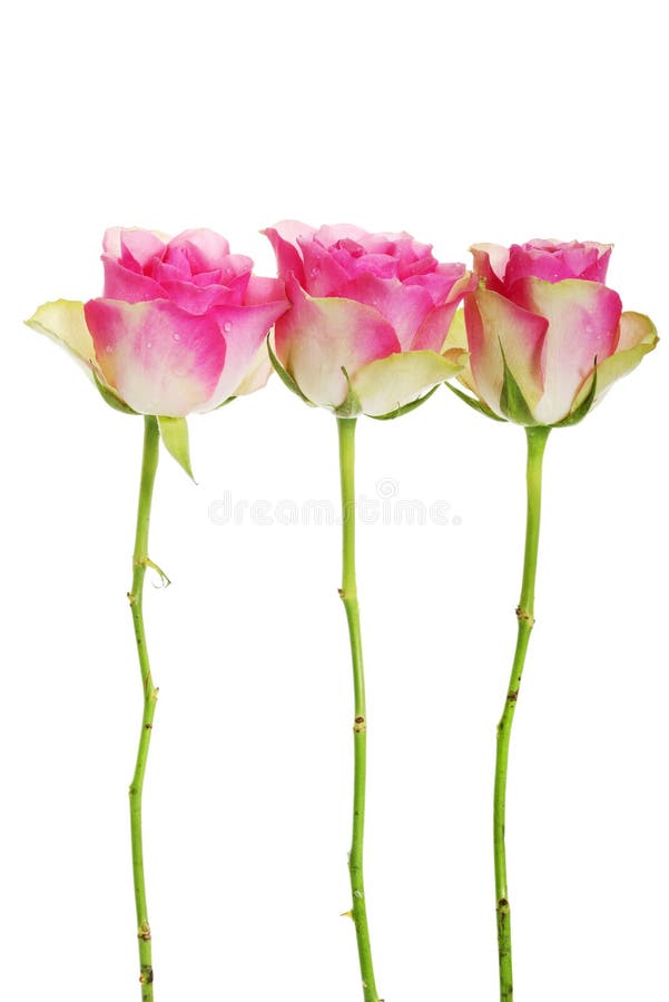 A Bouquet of Three Yellow Roses. Stock Photo - Image of objects, blooms ...