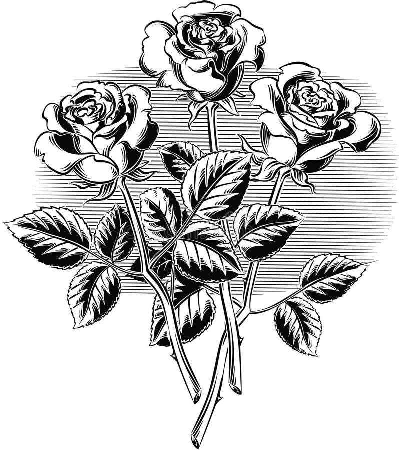 Three Roses In Hand Drawn Style Stock Vector - Illustration of black ...