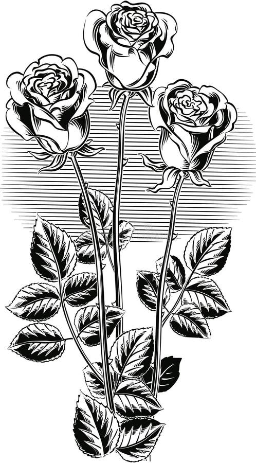 Three Roses with Their Stems and Leaves. Stock Illustration ...