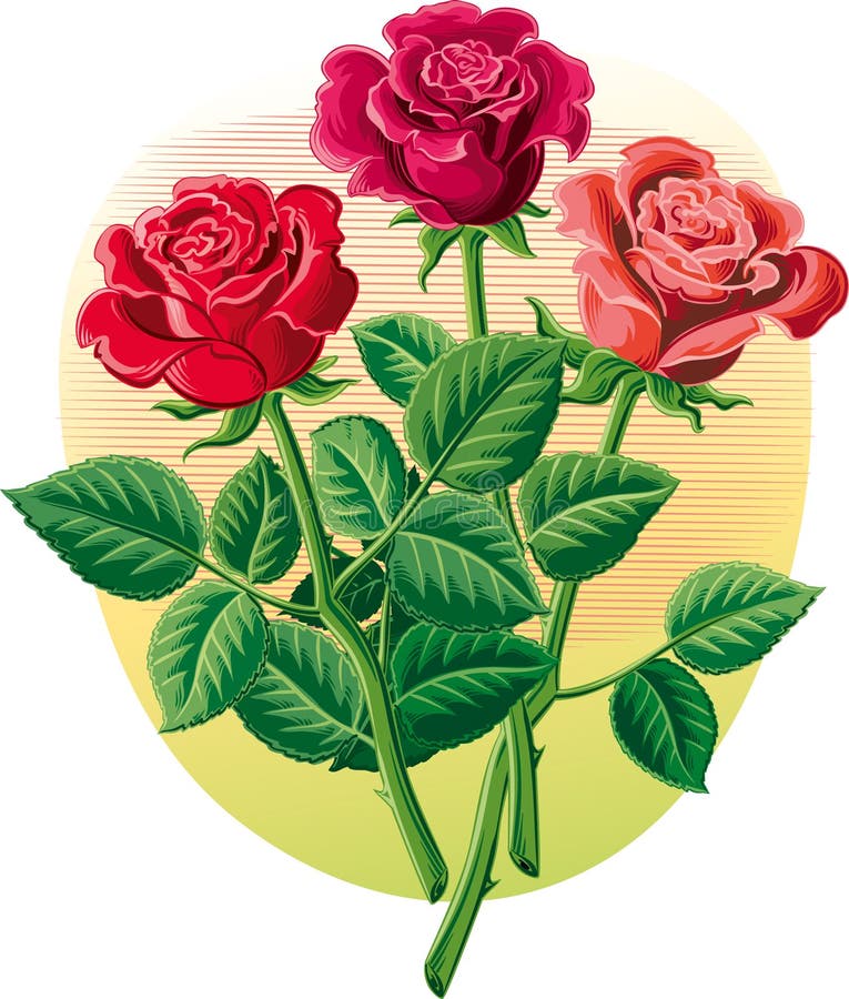 Three Roses with Their Stems and Leaves. Stock Illustration ...