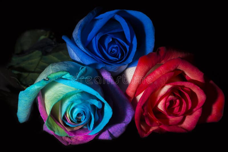 Three Roses, Three Colours stock photo. Image of blossom - 60455968